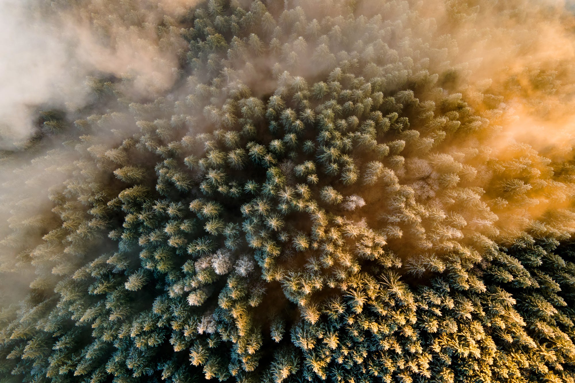 Everlab – AS BIOLAT